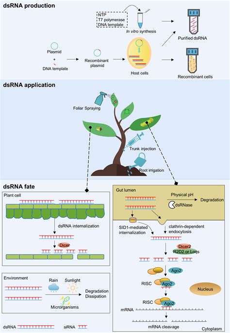 Frontiers In Bioengineering And Biotechnology—唐雪明团队综述rna干扰技术用于害虫防治的研究及应用进展 研究成果