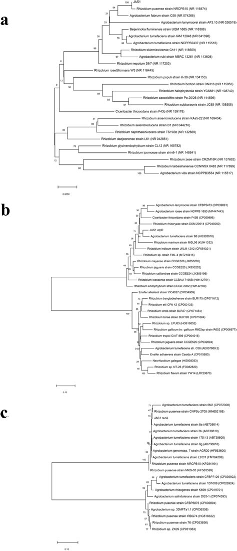 Phylogenetic Relationship Of Jas1 With Closely Related Bacteria Download Scientific Diagram