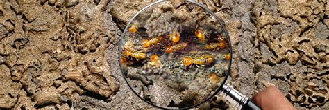 Termites In Furniture Steps To Follow