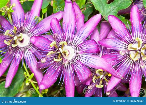 Passion Fruit Flower Closeup Stock Image Image Of Flower Nectar