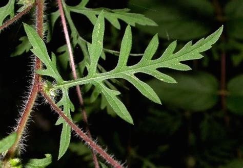 Habitat Labs 1 6 Forbs Identification Flashcards Quizlet