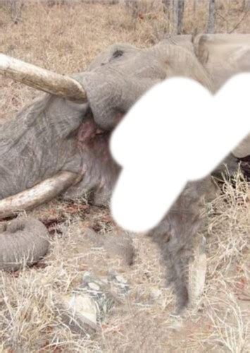 Tariq Siddiqui Fan Casting For Shattered Wings Next Generation Mycast