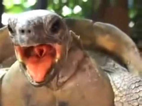 Turtle Having Sex Ah Aah Aaah YouTube
