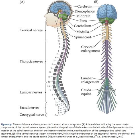 Figure The External Appearance Of The Cervical Spinal Cord Ventral Hot Sex Picture