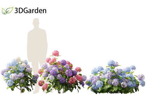 Hydrangea Macrophylla Bigleaf Flower 3d Model 3dgardenplants