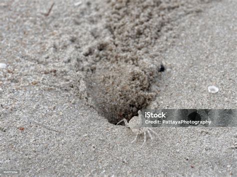 투명 한 유령 또는 창백한 색상 시체와 함께 모래 게의 굴 또는 구멍 앞에 갈고리 발톱에 대한 스톡 사진 및 기타 이미지 갈고리 발톱 과립 눈 신체 부분 Istock