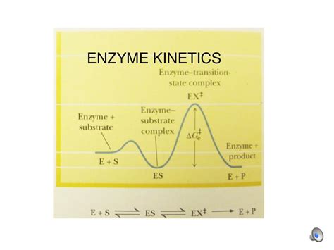 Enzyme Kinetics With Example At Alan Fortune Blog
