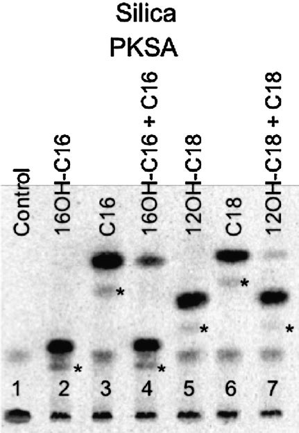 Radio Silica Tlc Of Substrate Competition Assay For Pksa Download