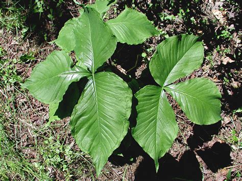 Arisaema Triphyllum Jack In The Pulpit Go Botany