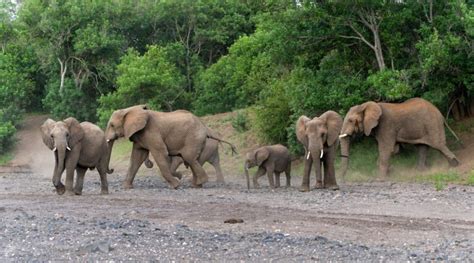 Lwlocktranche Buffermapping Wait Event In Postgresql