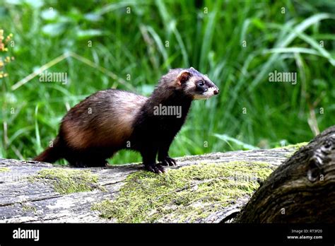 Noble Fur Local Predator European Polecat Quickly Secretly Polecat Polecat In The