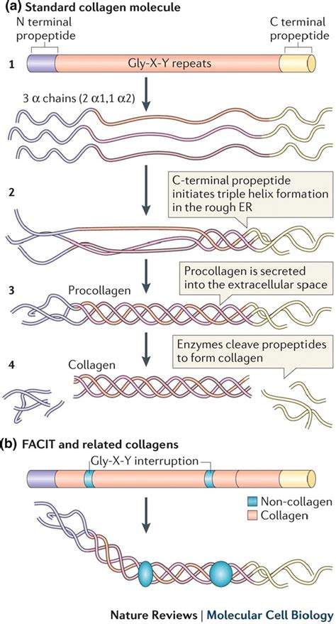What Is The Difference Between Collagen Type 1 And 3 At Madison Hales Blog