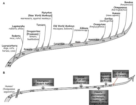 schematic evolutionary tree and modern human evolution events a