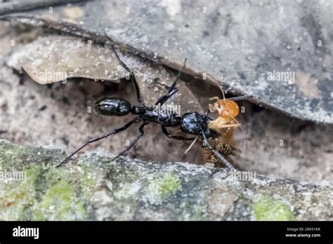 Bullet Ant Carrying Prey Termite Iwokrama Rainforest Potaro
