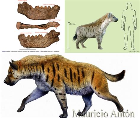 Pachycrocuta Extinction