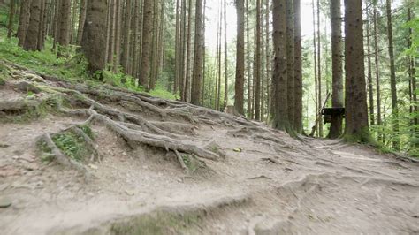 Close Up Footage Of Tree Roots In A Green Forest Forest Path 38190212 Stock Video At Vecteezy