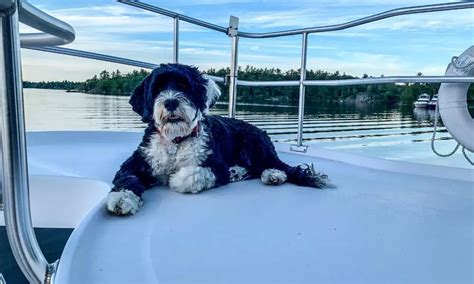 Portugiesischer Wasserhund Im Rassen Porträt Mit Bildern