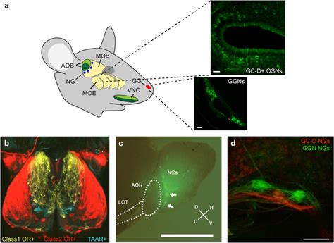 A Schematic Illustrating The Mouse Olfactory System Vno Vomeronasal Download Scientific