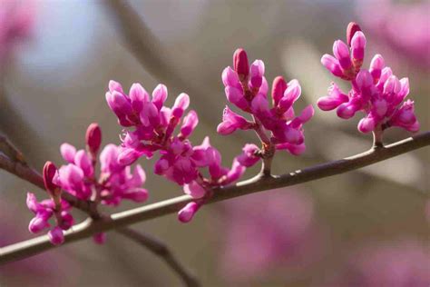 26 Flowers That Grow On Trees A Delightful Guide To Tree Blooming Blossoms Foliage Friend