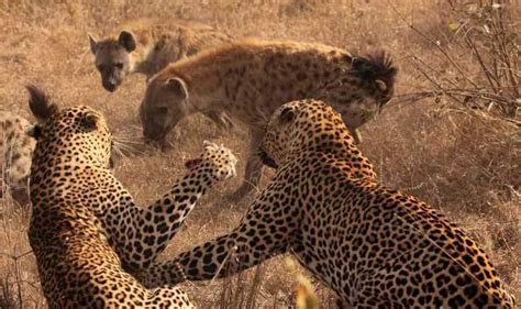 실수로 합사된 표범과 호랑이그결과 호랑이를 죽여버린 표범 인스티즈instiz 인티포털 카테고리