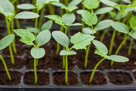 How Many Cucumber Seeds Per Pot Storables