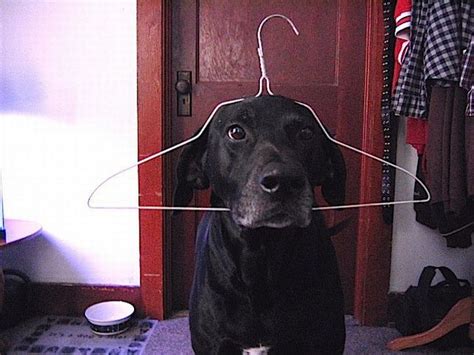 Dog Just Hanging Around Funny Animals Pictures