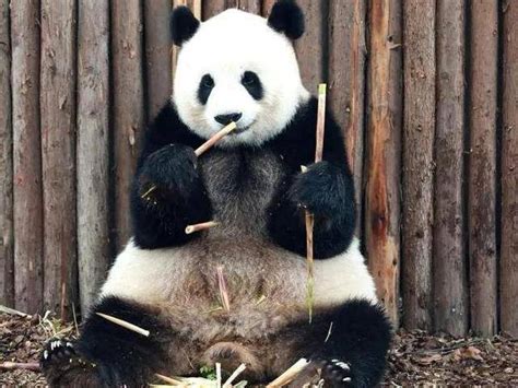 每天认识一只大熊猫萌萌北动影后兼三太子亲妈 妈妈 北京 孩子