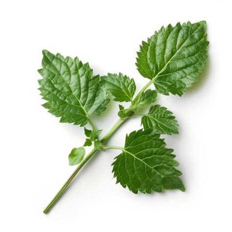 Patchouli Leaf Isolated On White Background Premium Ai Generated Image