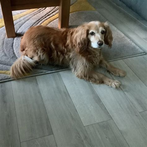 Millie Cocker Spaniel English Purina Uk