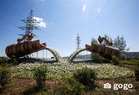 Баяр наадамд зориулан 280 мянган цэцэг тарьжээ