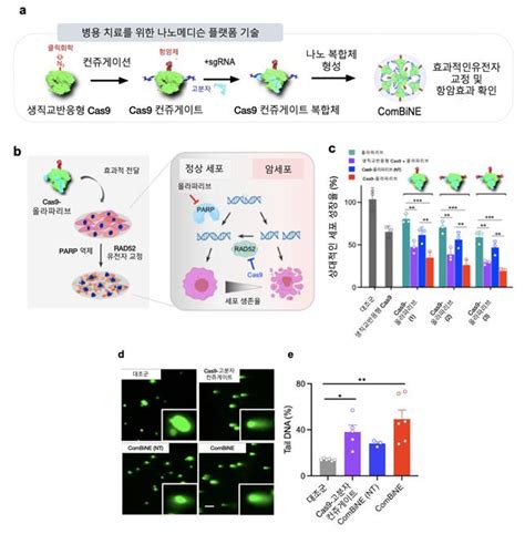 유전자 교정 생체 내 약물전달 동시에 항암 효능 월등