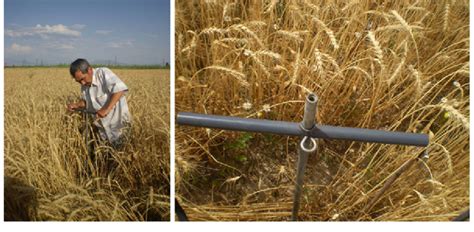 Soil Sampling With A Soil Corer Download Scientific Diagram