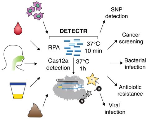 Crispr Cas12a Enables Accurate Disease Diagnostics Crispr Cas12a Enables Accurate Disease Diagnostics