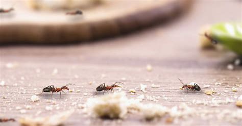 Mravi U Stanu I Kako Ih Oterati Ddd Blog