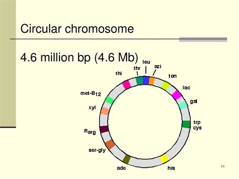 Gene Transfer By Nikam Cd Assistant Professor Ppt Download