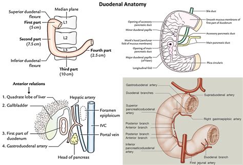 Duodenum Parts 20 The Anatomy Histology And Development Of The Small