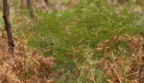Austral Bracken Grasslands