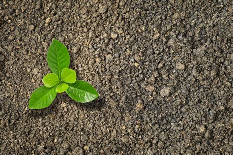 녹색 젊은 나무 식물 새싹 토양에서 성장 환경 지구 일 개념 0명에 대한 스톡 사진 및 기타 이미지 0명 개념 개념과 주제 Istock