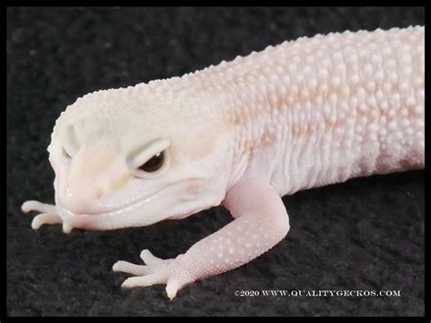 Mac Snow Eclipse 5700 Quality Geckos