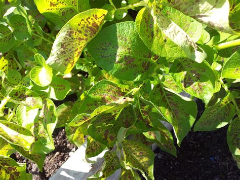 Bury Gardeners Potato Rust
