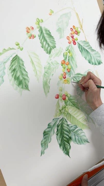 수채화로 그리는 커피나무 🌿 수강생분의 멋진 과정샷 Botanicalart 보태니컬아트 Watercolor 수채화