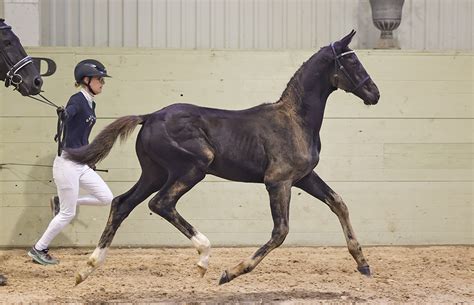 Franzé Hingst Toppade Hos Ädla Hästen Ridsport