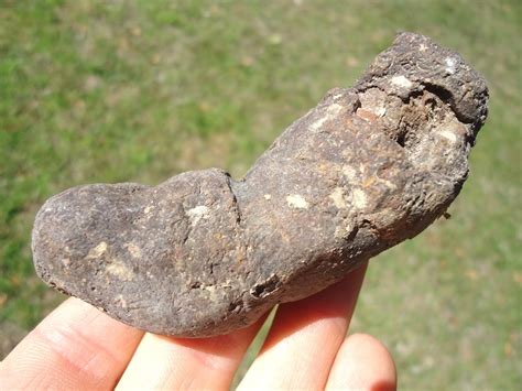 Large Detailed Coprolite Recently Sold Fossils Prehistoric Florida