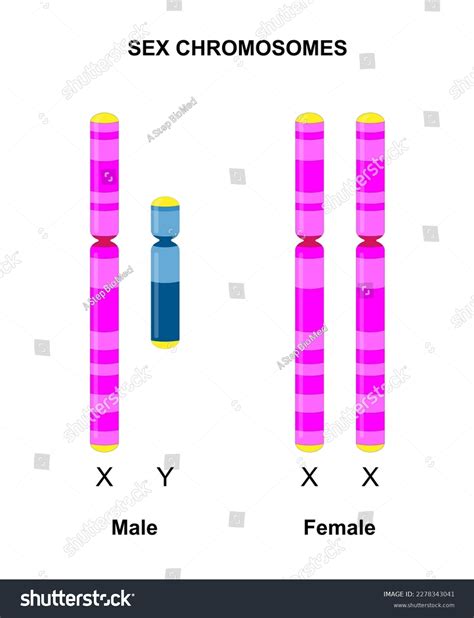 Human Sex Chromosomes X Y Males Stock Illustration 2278343041