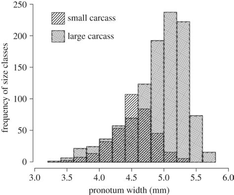 Histogram Showing Size Distribution Of All Adult Experimental