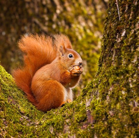 Red Squirrels — 5 Ways We Can Help The Endangered Animals