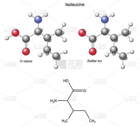 异亮氨酸 Ile 化学结构式和模型
