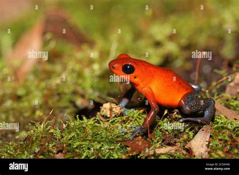 Strawberry Poison Arrrow Frog Red And Blue Poison Arrow Frog Flaming