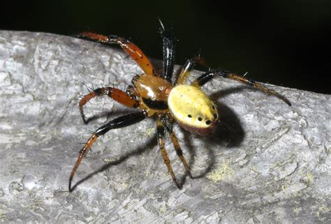ムツボシオニグモNo 355WEB生物図鑑クモ