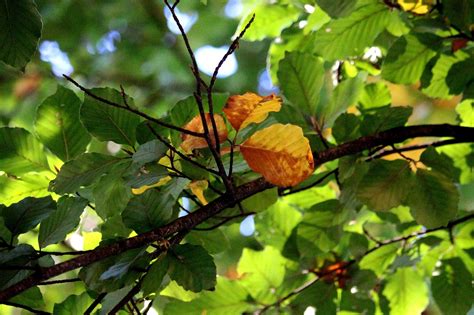 Herbst Baum Ast Kostenloses Foto Auf Pixabay Pixabay